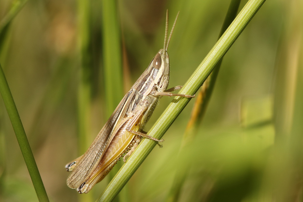 Sinipta dalmani from La Plata, Provincia de Buenos Aires, Argentina on ...