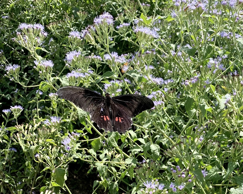 Ruby-spotted Swallowtail from Butterfly Park Dr, Mission, TX, US on ...