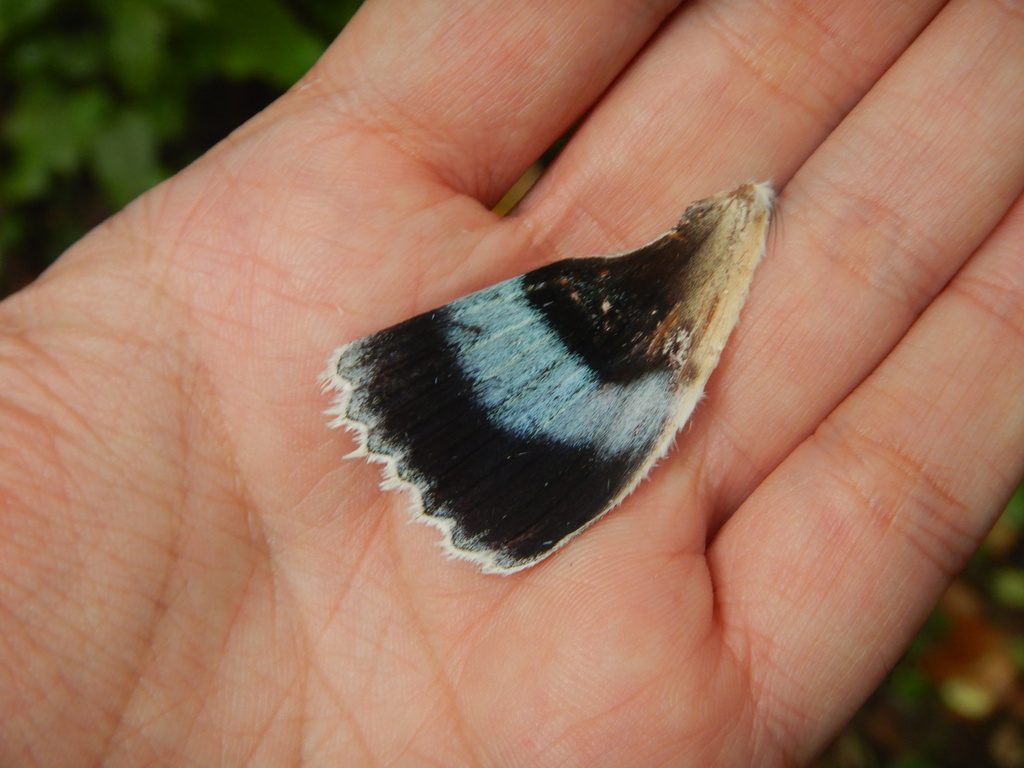 Blue Underwing from Provincia di Pistoia, Italia on September 25, 2022 ...