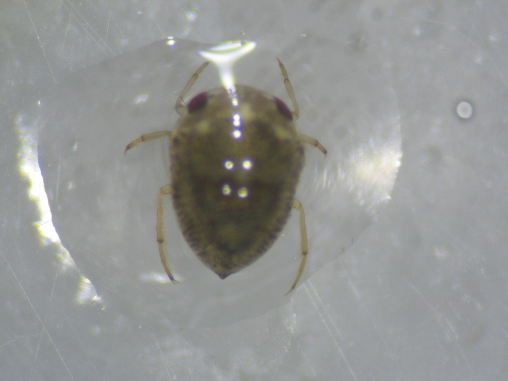 Hemispherical Backswimmers from INDIAN INSTITUTE OF RICE RESEARCH ...