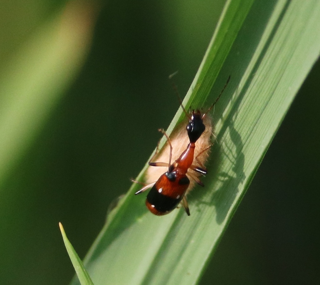 Ophionea indica from Bhuvanagiri, Telangana, India on April 19, 2018 at ...