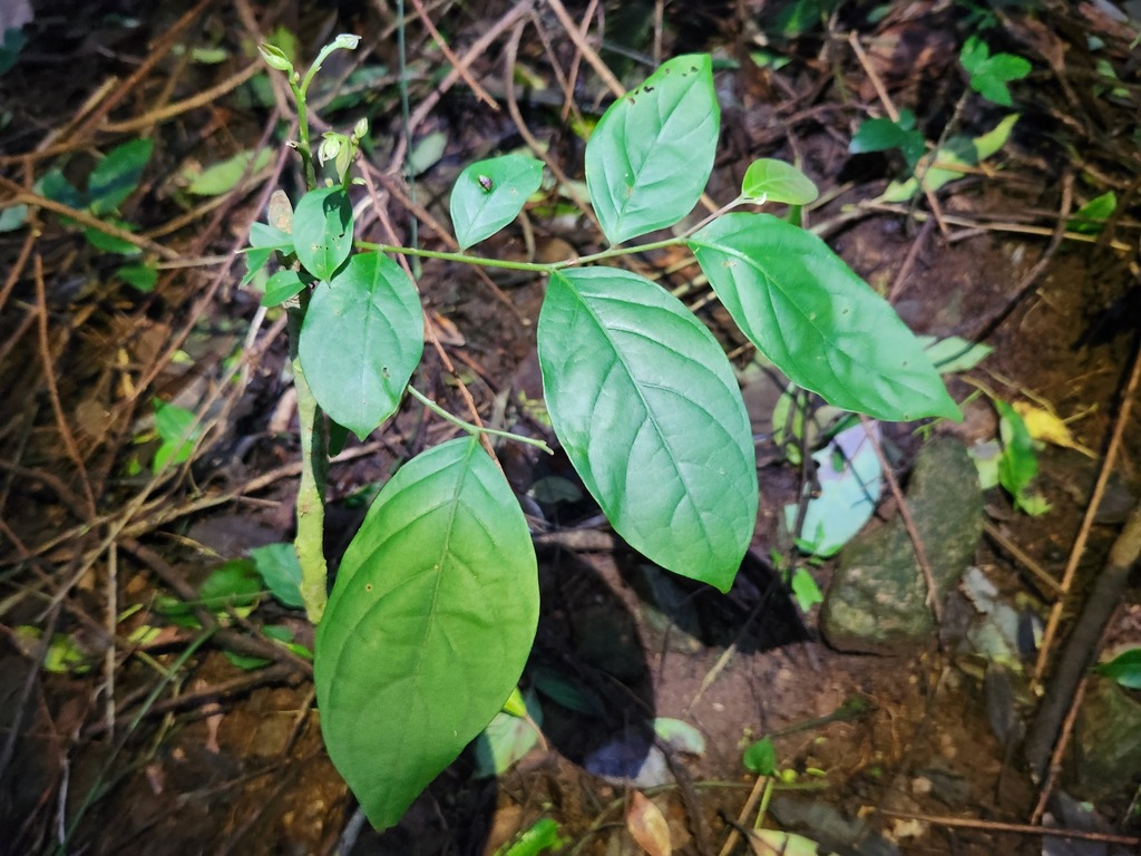 Umbrella Cheese Tree from 台灣台北 on November 11, 2022 at 05:02 PM by 胡正恆 ...