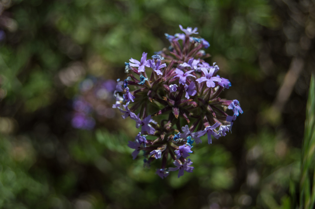 Glandularia dissecta from Magdalena, Provincia de Buenos Aires ...