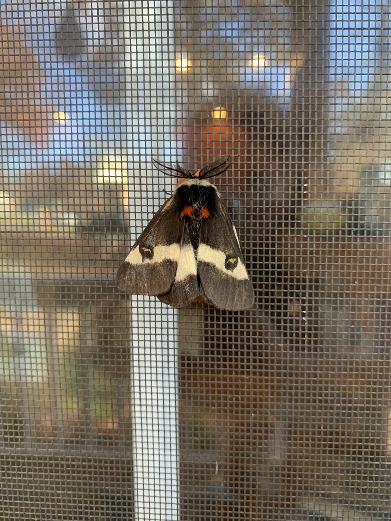 Buck Moth from Auburn Dr, Charlottesville, VA, US on November 07, 2022 ...