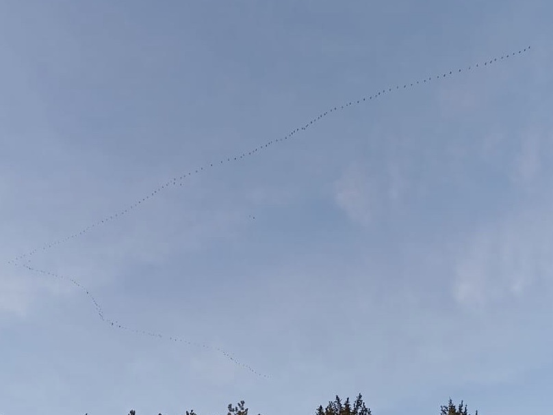 Common Crane from Stobäusstraße, Wolfratshausen, Bayern, DE on November ...