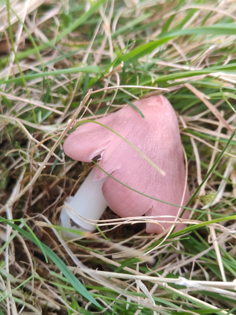 Pink Waxcap in November 2022 by Tomos Hughes · iNaturalist