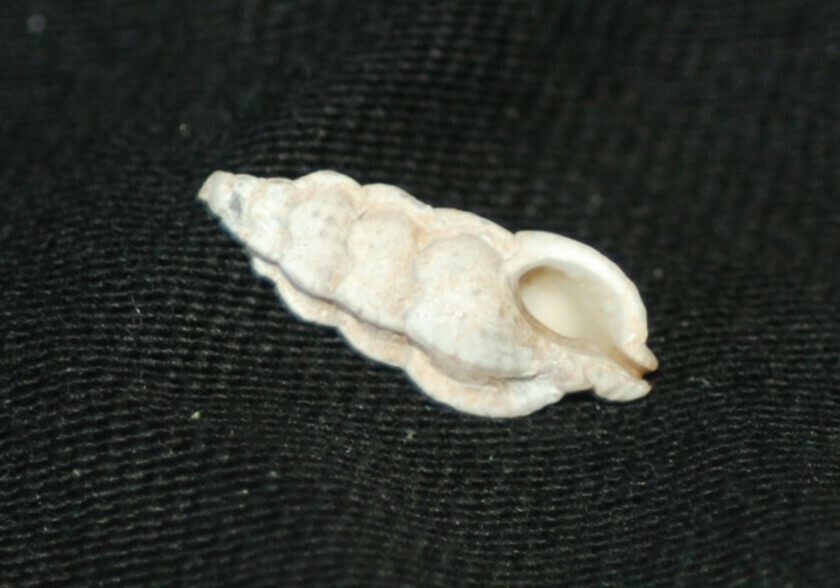 Aspella pyramidalis from Taboga, Panama on November 10, 2022 at 12:29 PM by Juan Manuel de Roux ...