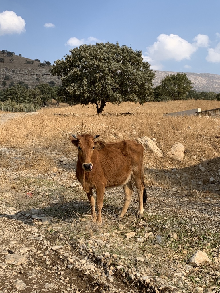 Domestic Cattle from Soran, Iraq on November 11, 2022 at 07:14 PM by ...