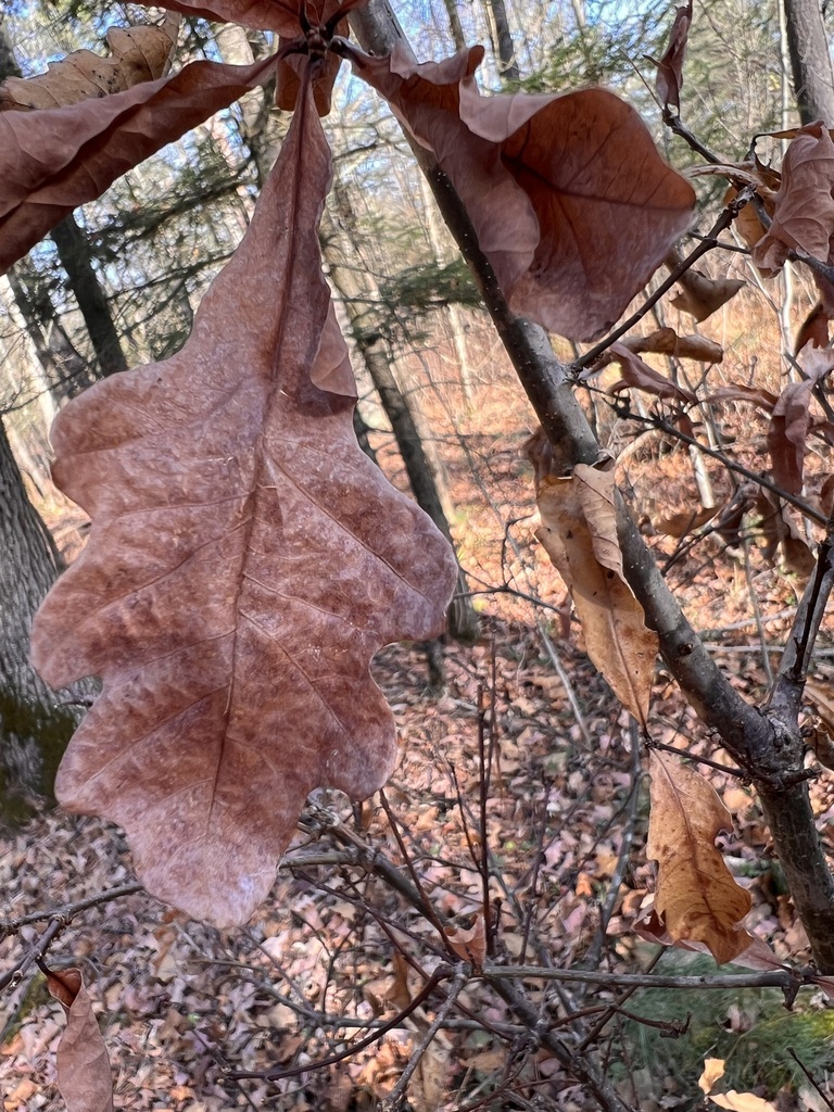 white oak from Essex County, NY, USA on November 10, 2022 at 12:45 PM ...
