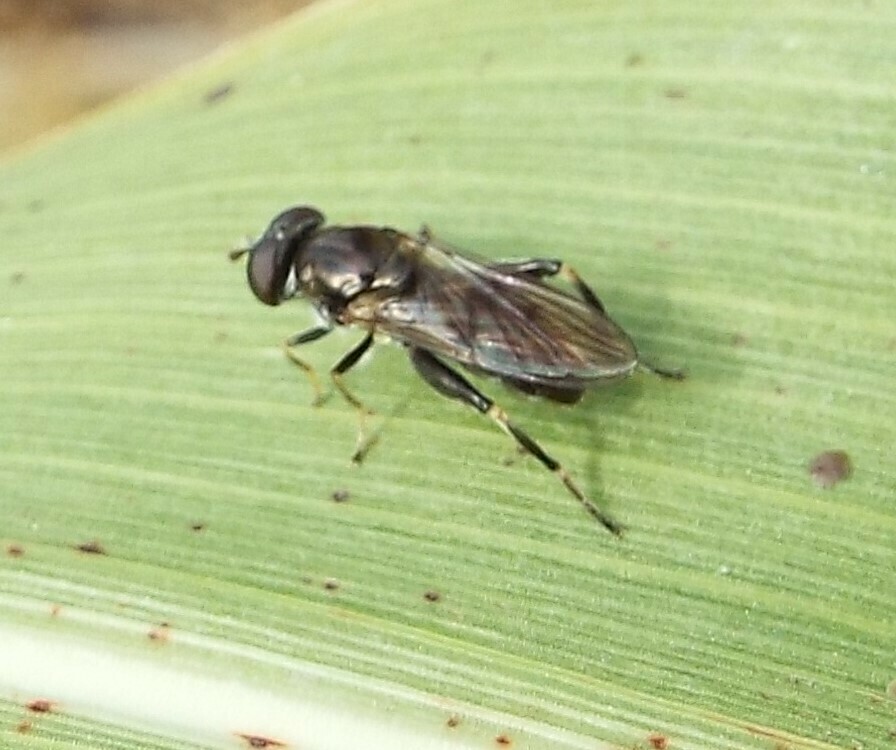 Dusky-banded Leafwalker from Hopkins County, KY, USA on November 11 ...