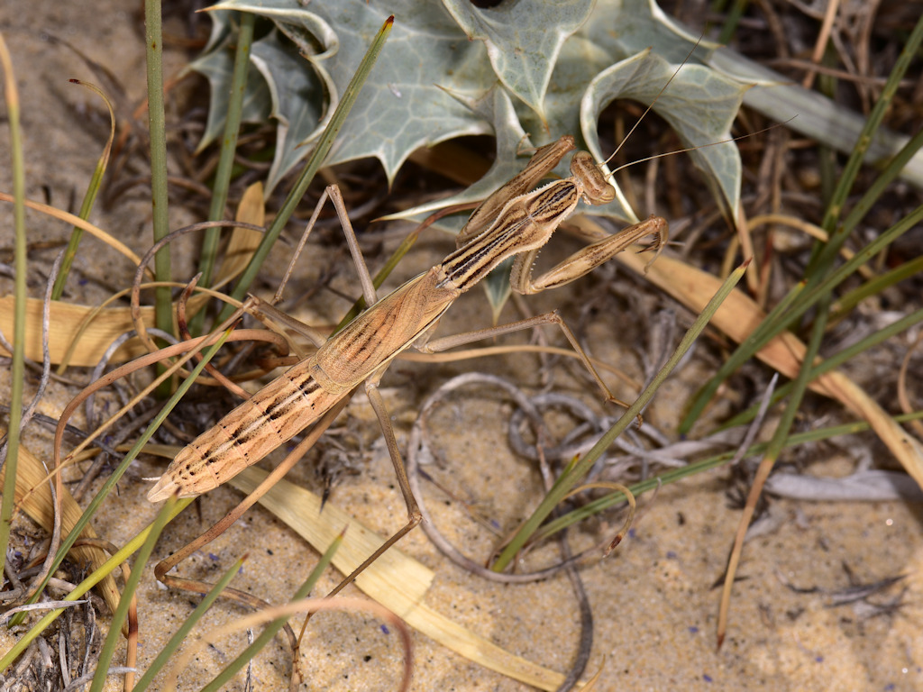 Balkan Ground Mantis from Psili Ammos, Serifos, Grecia on June 15, 2018 ...