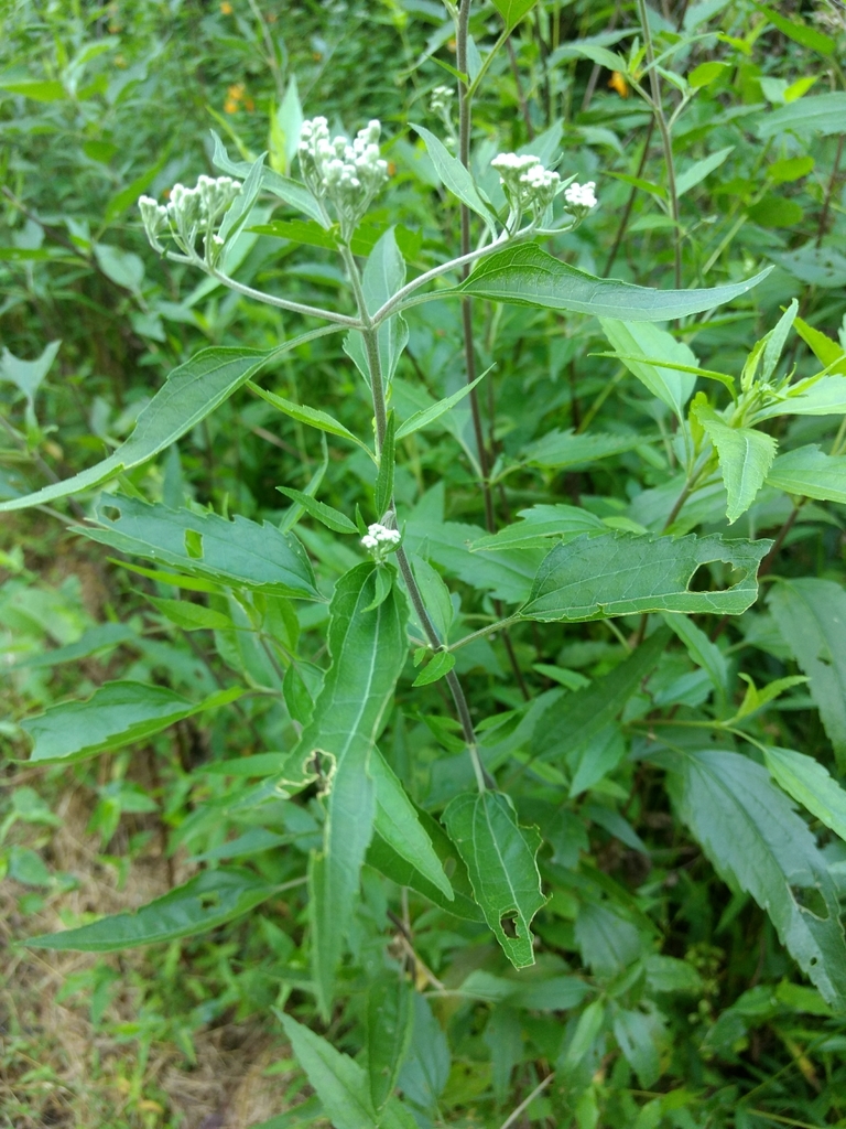 late boneset from 215 Prospect Rd, Mt Airy, MD 21771, USA on September ...