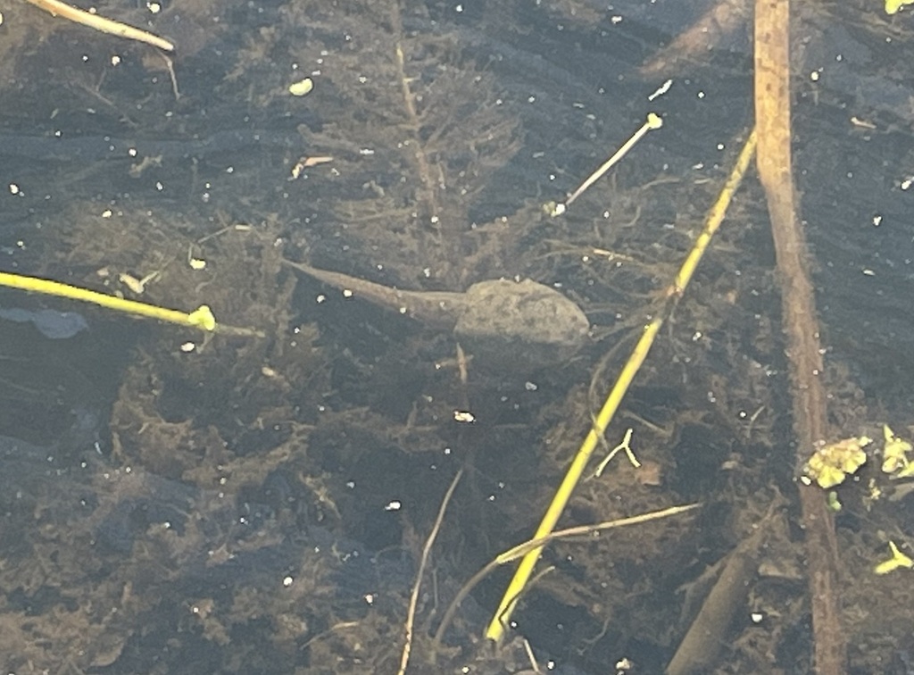 Frogs and Toads from Barry County, MI, USA on November 10, 2022 at 03: ...