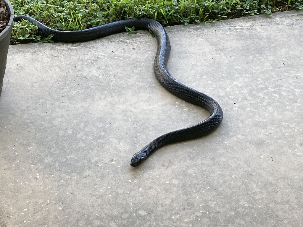 Eastern Indigo Snake in September 2020 by patunia77 · iNaturalist