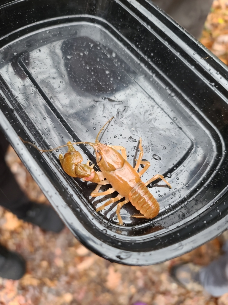 Eastern Crayfish from Strafford, PA 19087, USA on November 11, 2022 at ...