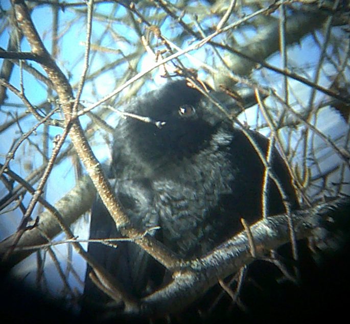 American Crow from West Topsham, Topsham, VT, USA on November 10, 2022 ...