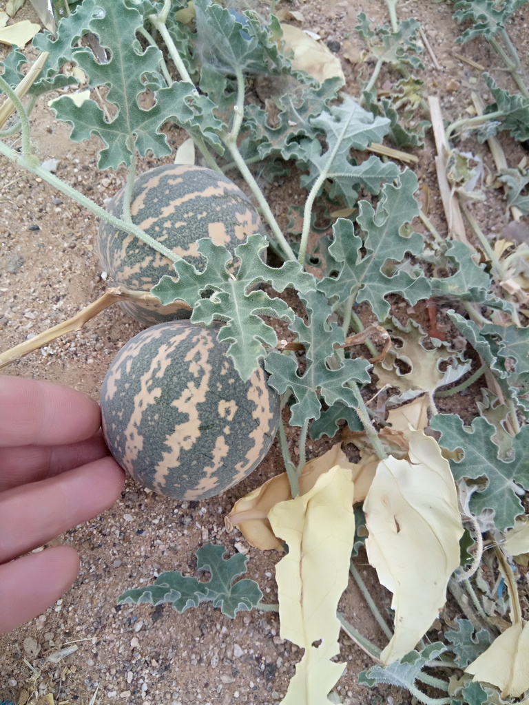 Colocynth from Timiaouine, Algérie on December 22, 2021 at 03:21 PM by ...
