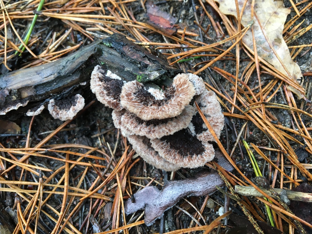 Common Fiber Vase from Švenčionys District Municipality, Lithuania on ...
