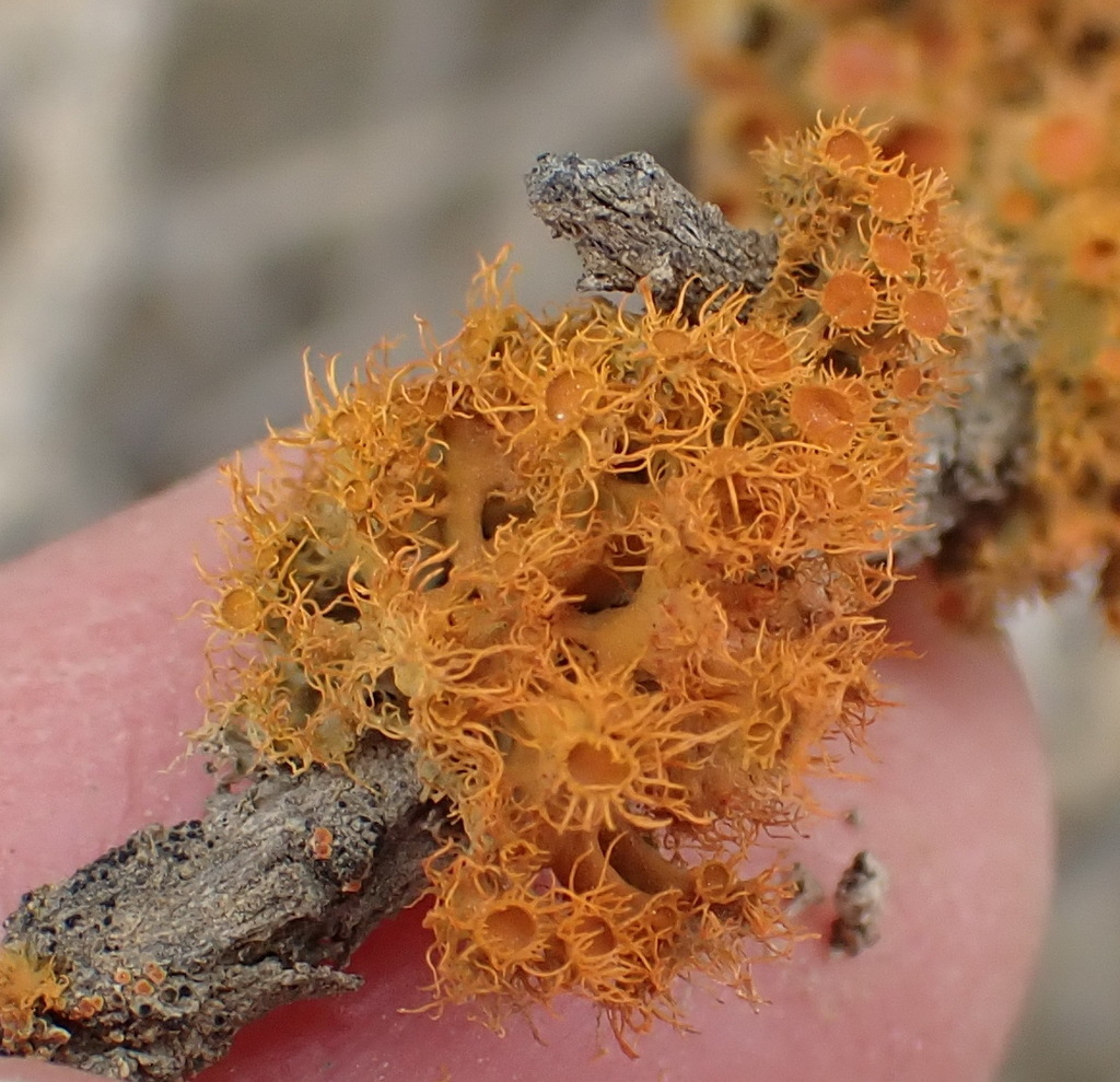 Flathair Lichen from Hillside - Eagle Falls Kammanassie Rd, South Cape ...