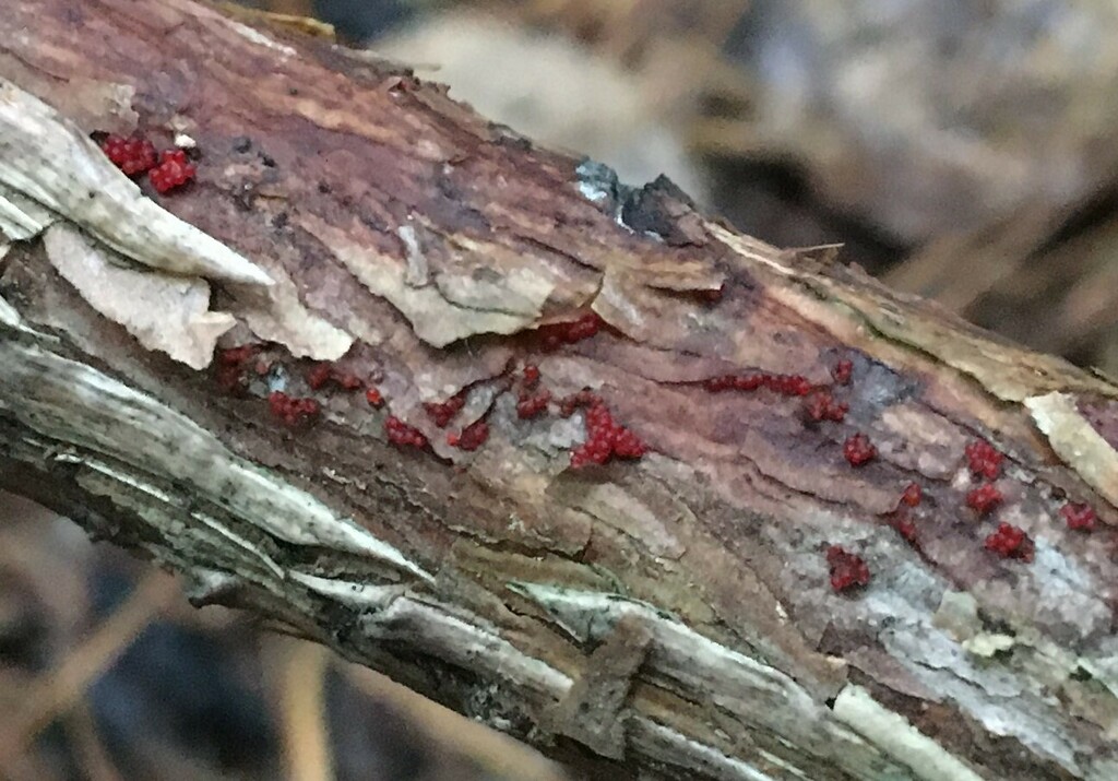 Corinectria fuckeliana from Švenčionys District Municipality, Lithuania ...