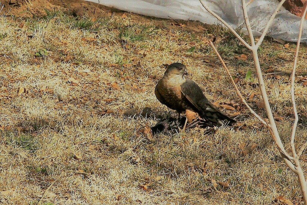 Sharp-shinned Hawk from 4000 Lipan St, Denver, CO 80211, USA on March ...
