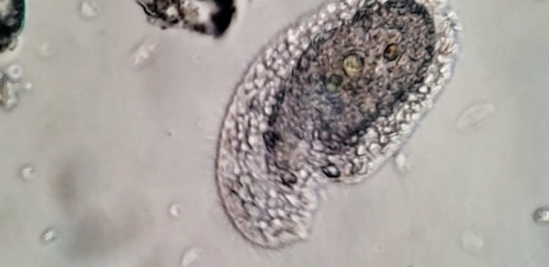 Cryptopharynx mauritanicus · iNaturalist