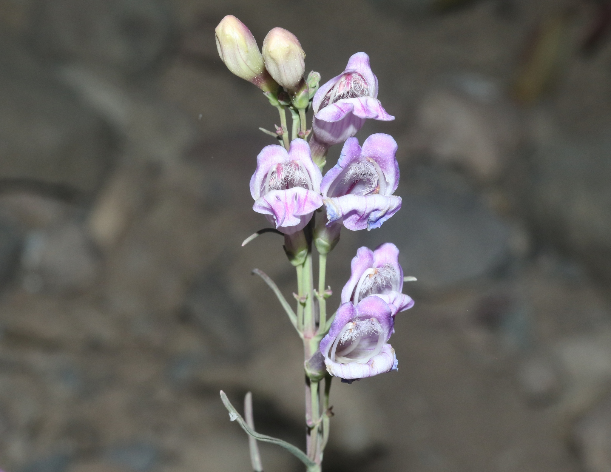 Penstemon comarrhenus A.Gray