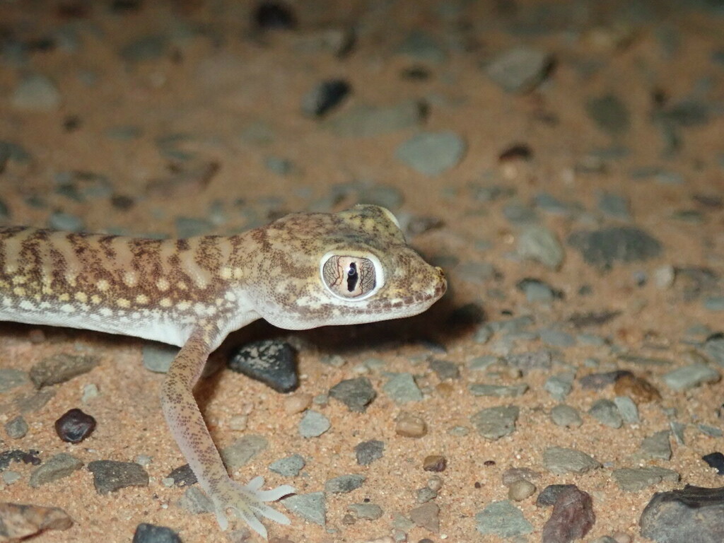 Anderson's Short-fingered Gecko from Province d'Errachidia, Maroc on ...