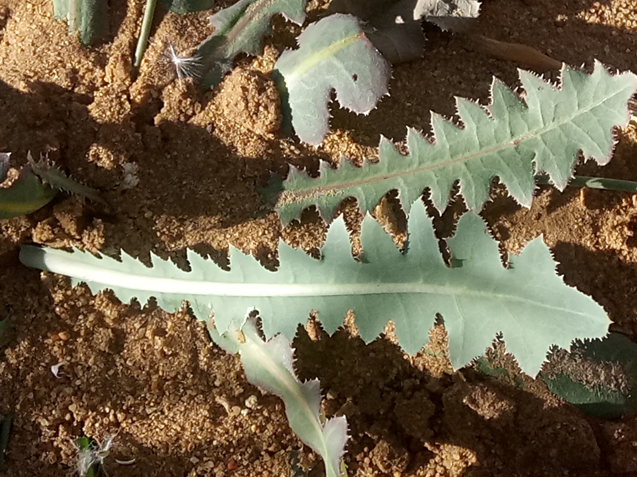Launaea capitata (Spreng.) Dandy