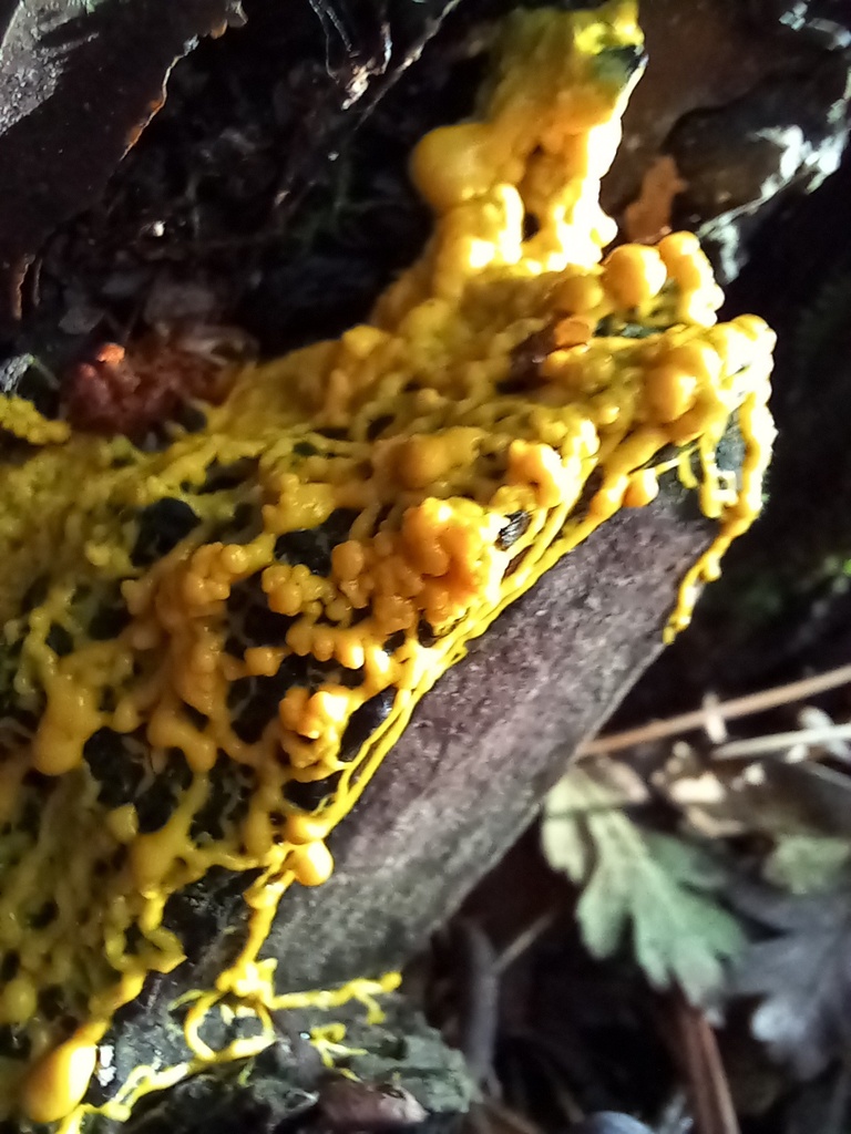 Physaraceae from Parque Botânico Arbutus do Demo on November 11, 2022 ...