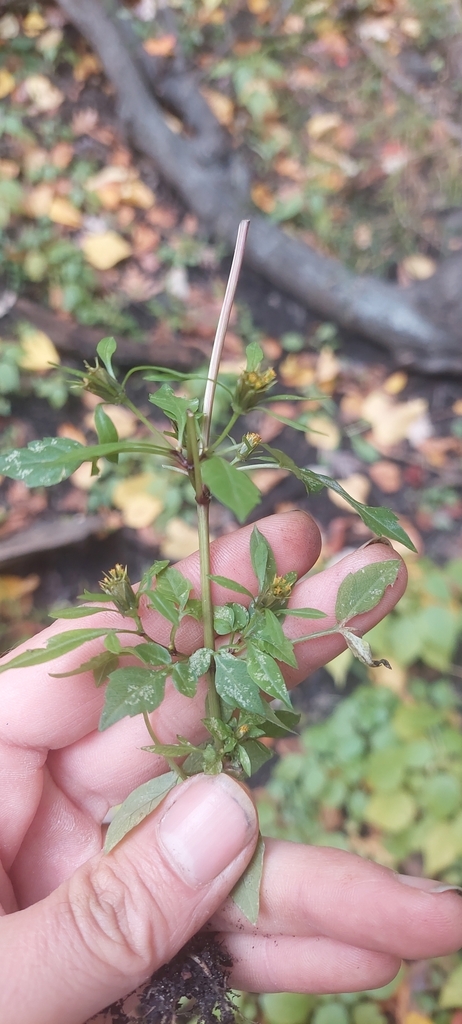 swamp beggarticks from Cicero & Forest Glen, Chicago, IL 60646, USA on ...