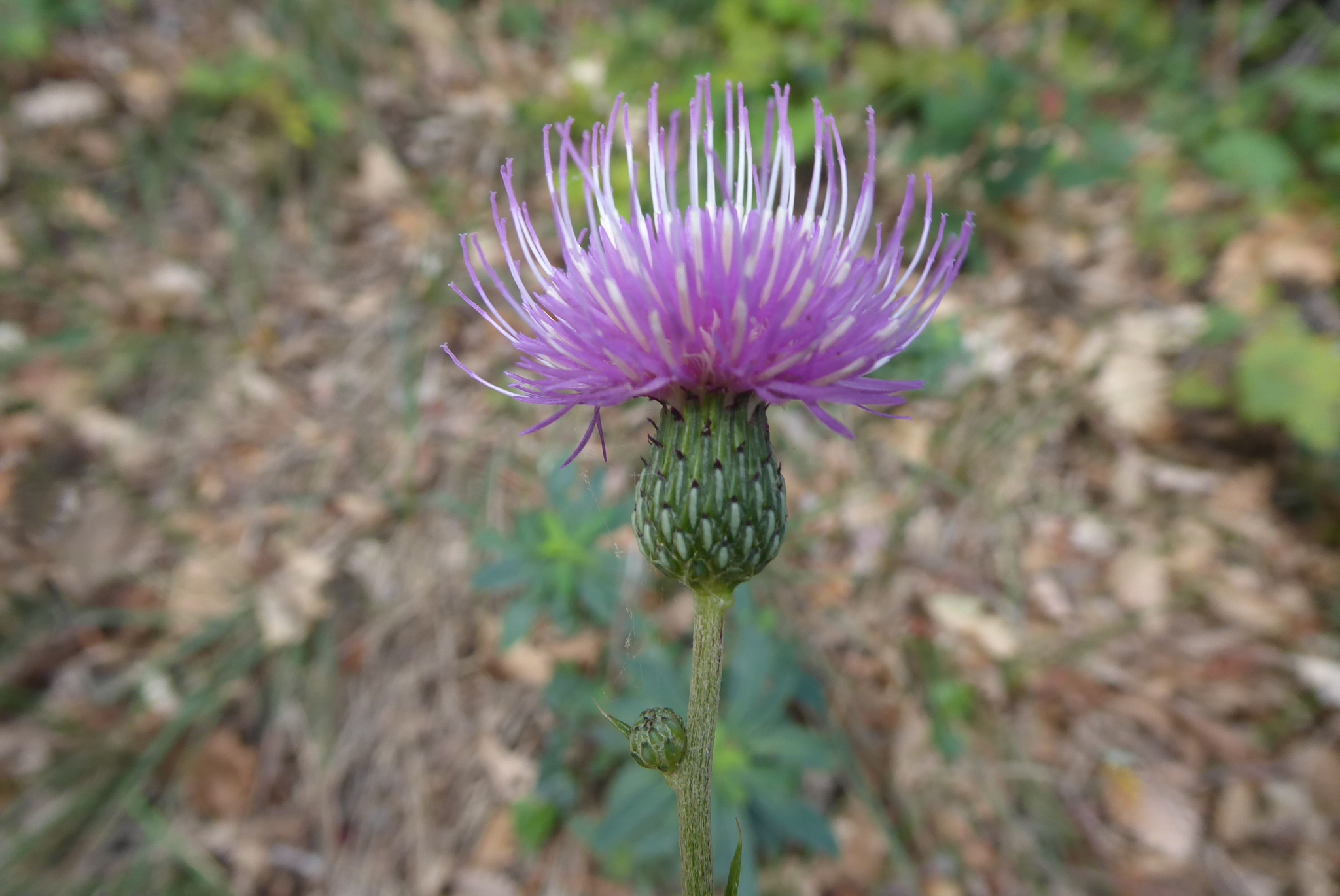Cirsium monspessulanum (L.) Hill