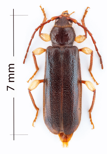 Phymatodes aereus · iNaturalist Ecuador