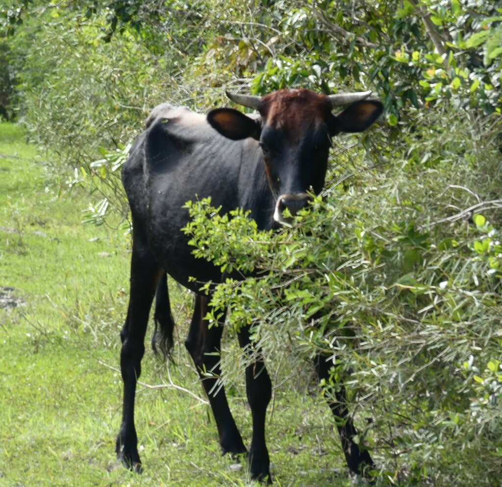 Domestic Cattle from San Salvador, The Bahamas on November 10, 2022 at ...