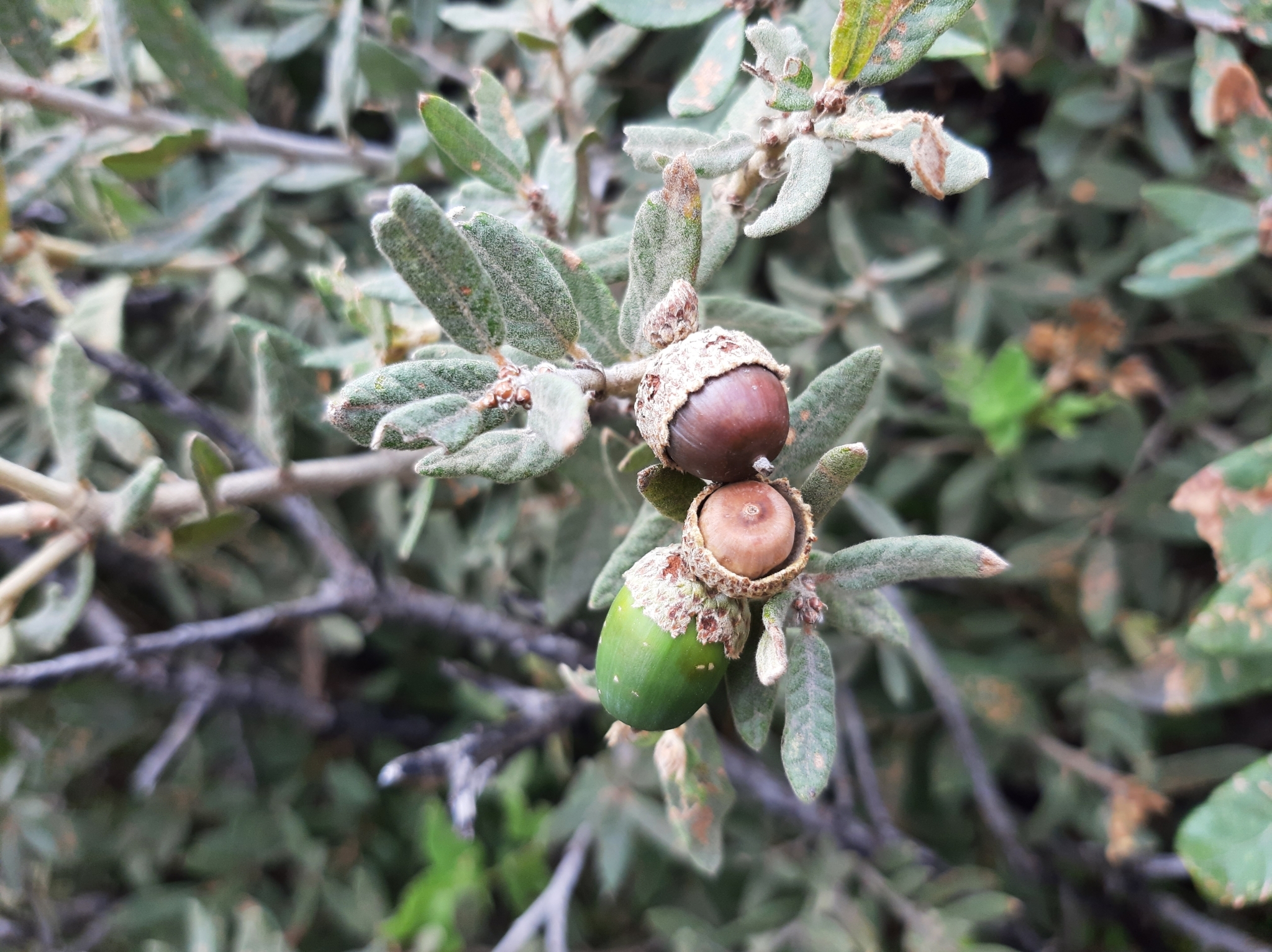 Quercus microphylla Née