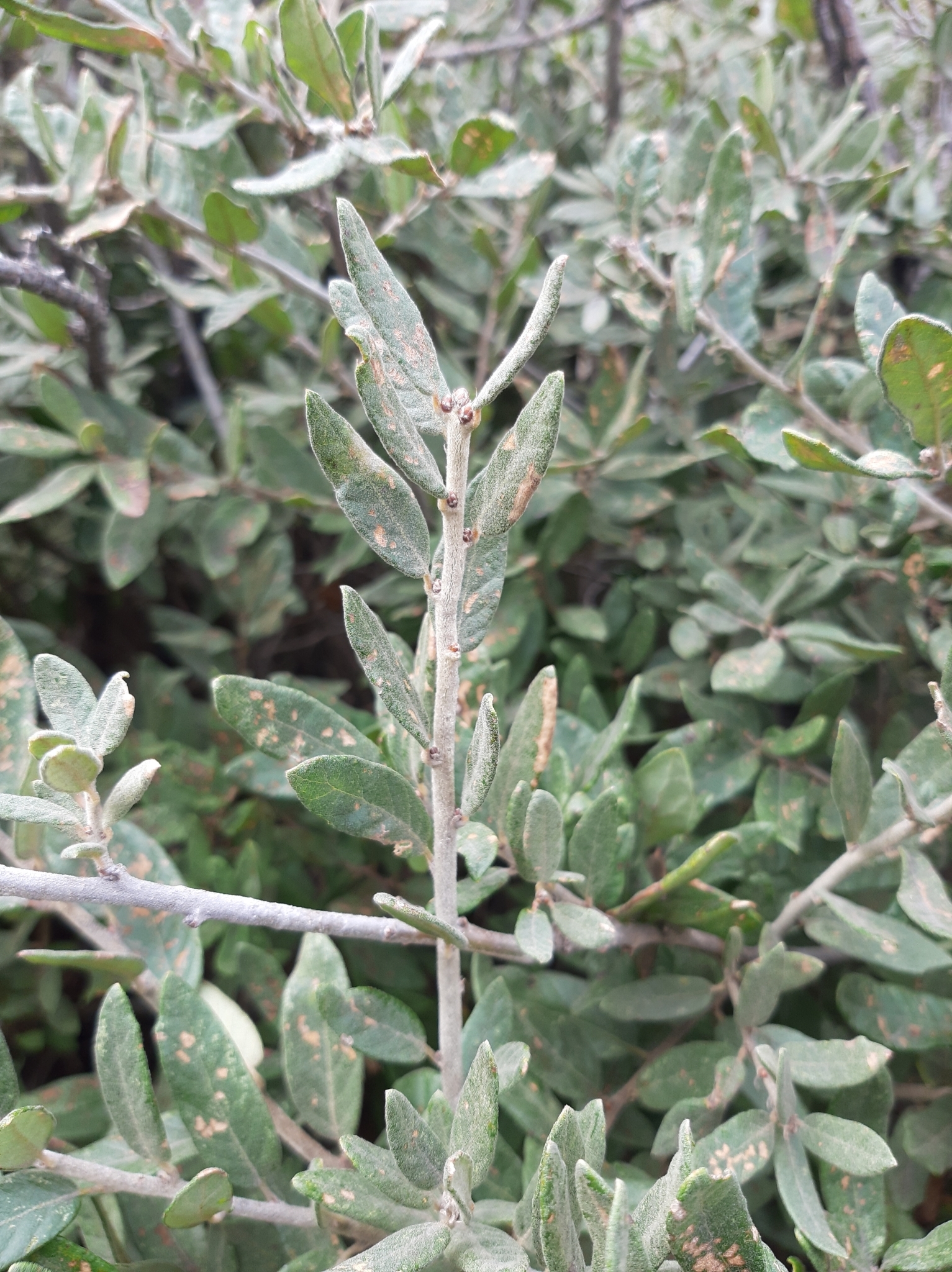 Quercus microphylla Née