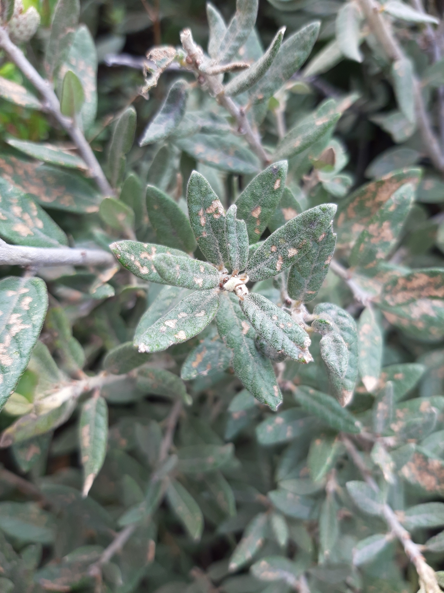 Quercus microphylla Née