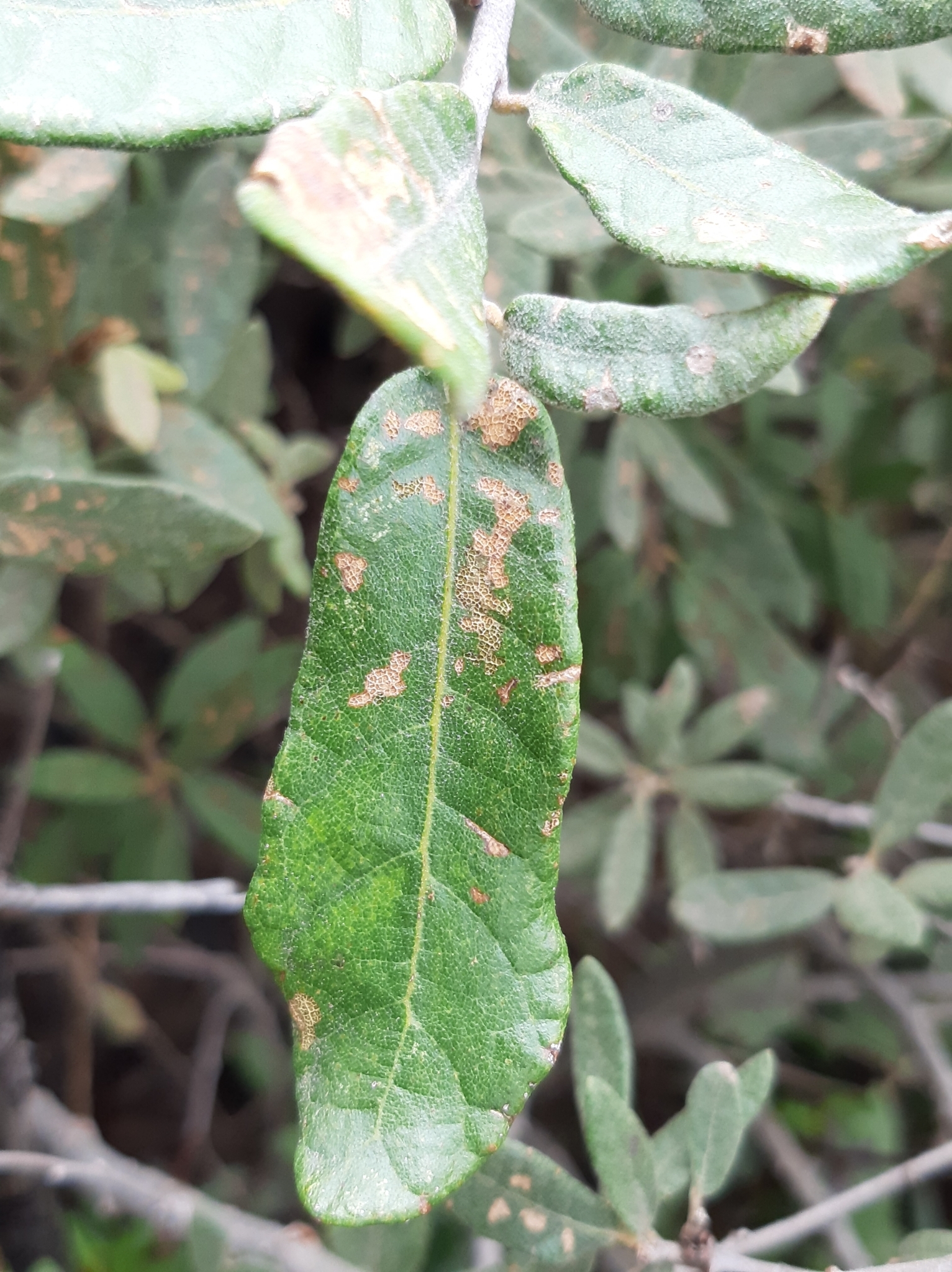 Quercus microphylla Née