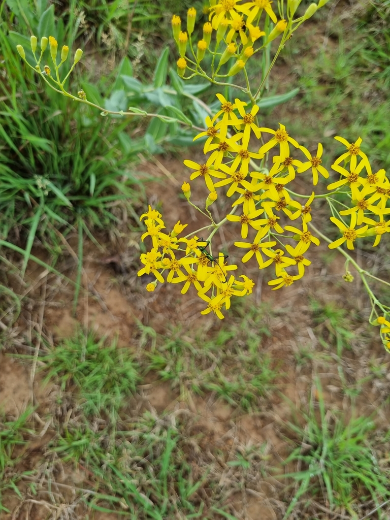 groundsels from Namaacha, Mozambique on November 11, 2022 at 08:16 AM ...