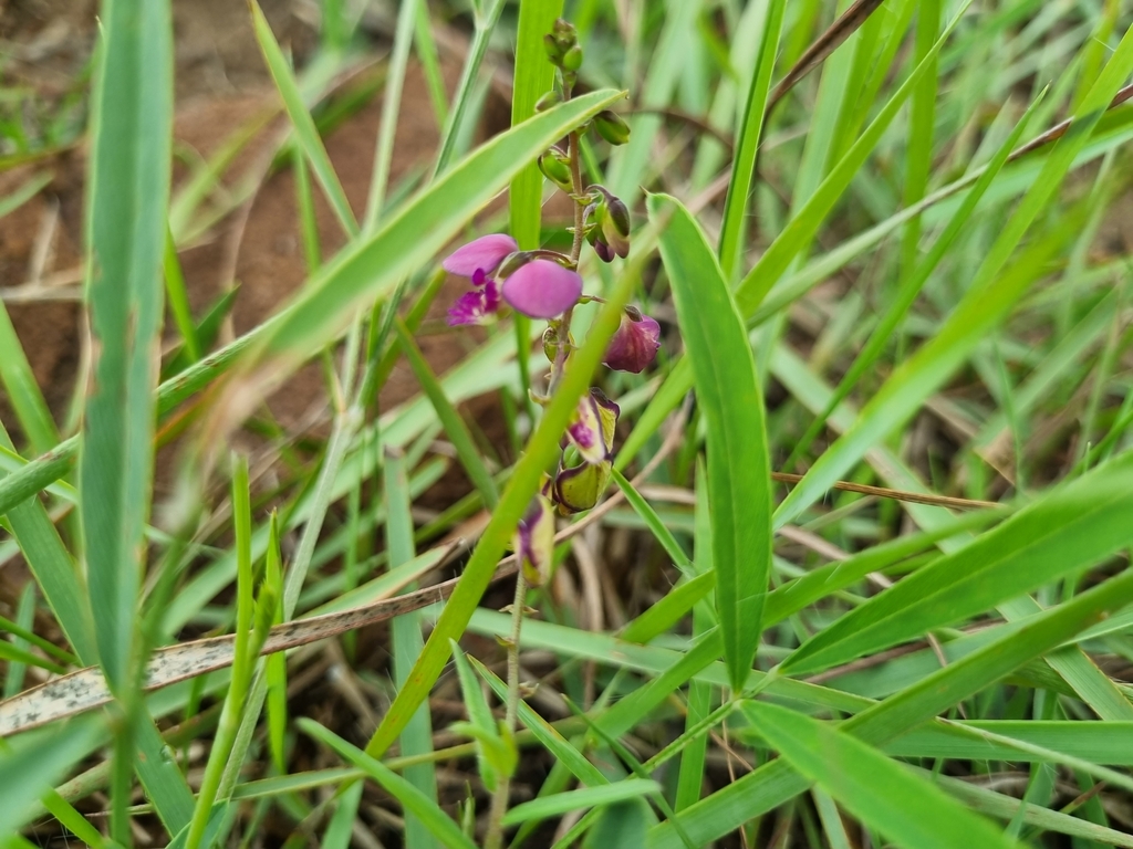 Polygala sphenoptera from Namaacha, Mozambique on November 11, 2022 at ...