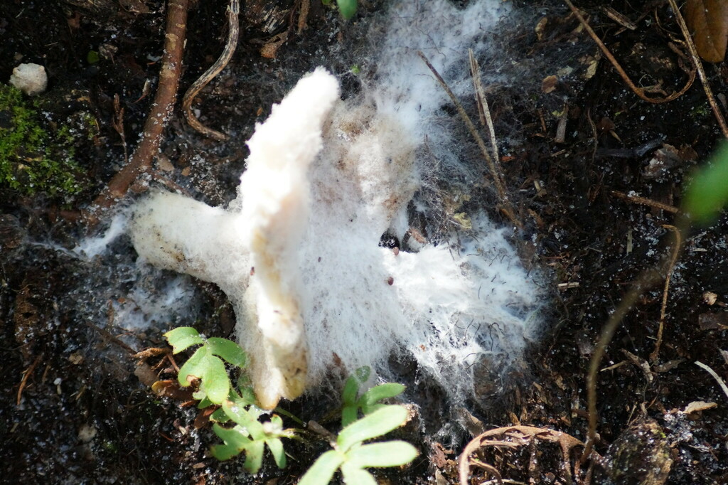 Fungi Including Lichens from Kendall, FL, USA on November 11, 2022 at ...