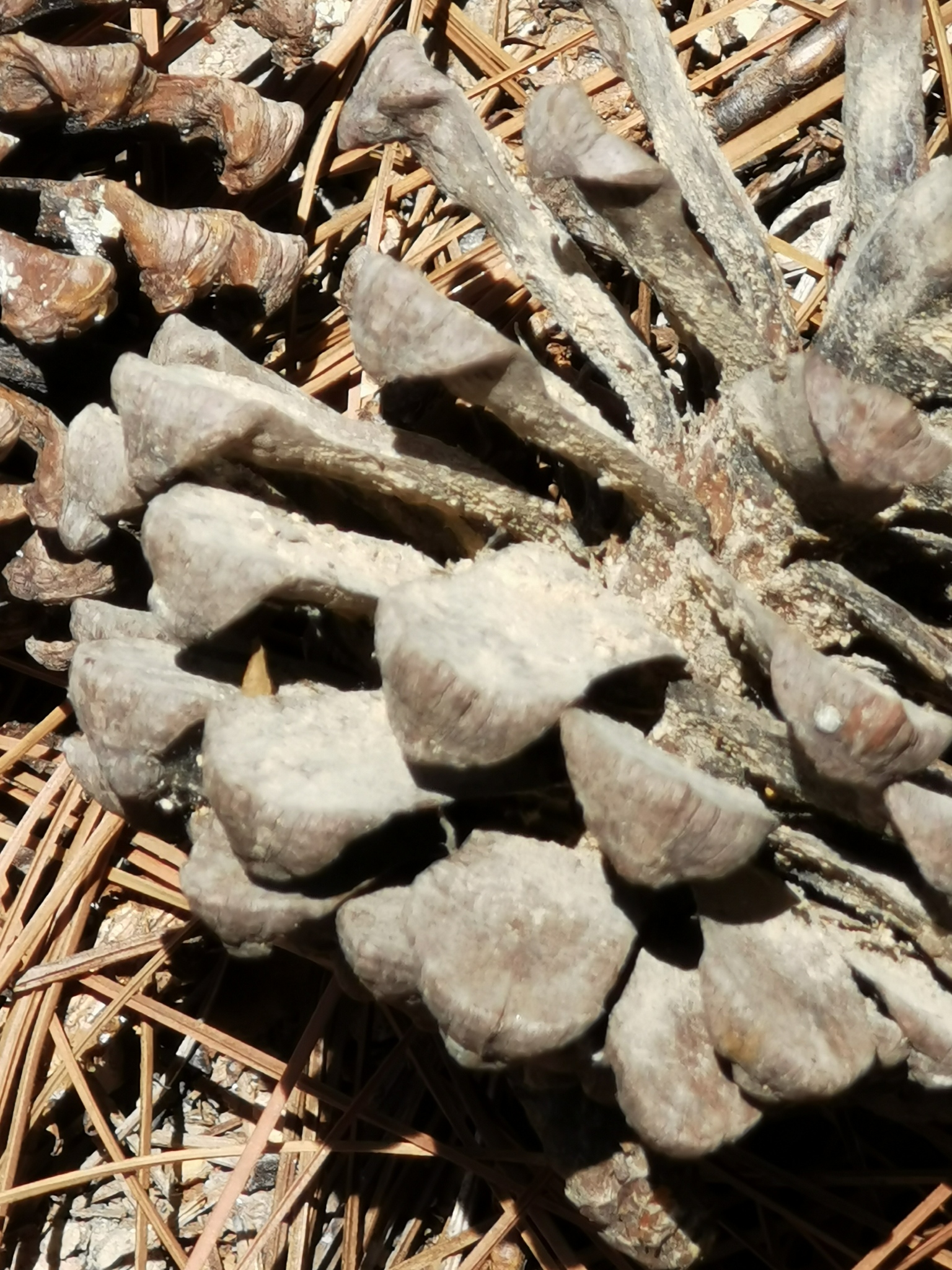 Pinus pseudostrobus Lindl.