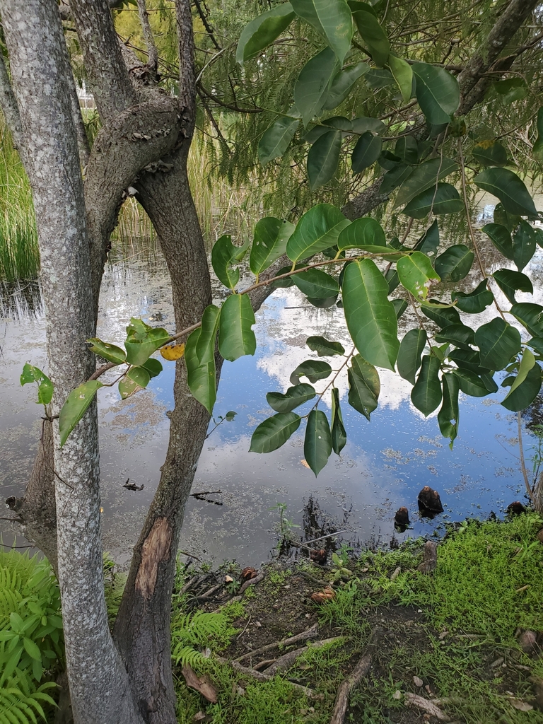 Pond Apple from Davie, FL 33314, USA on November 11, 2022 at 03:13 PM ...