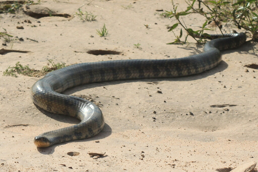 False Water Cobra from Col. Carlos Pellegrini, Corrientes, Argentina on ...