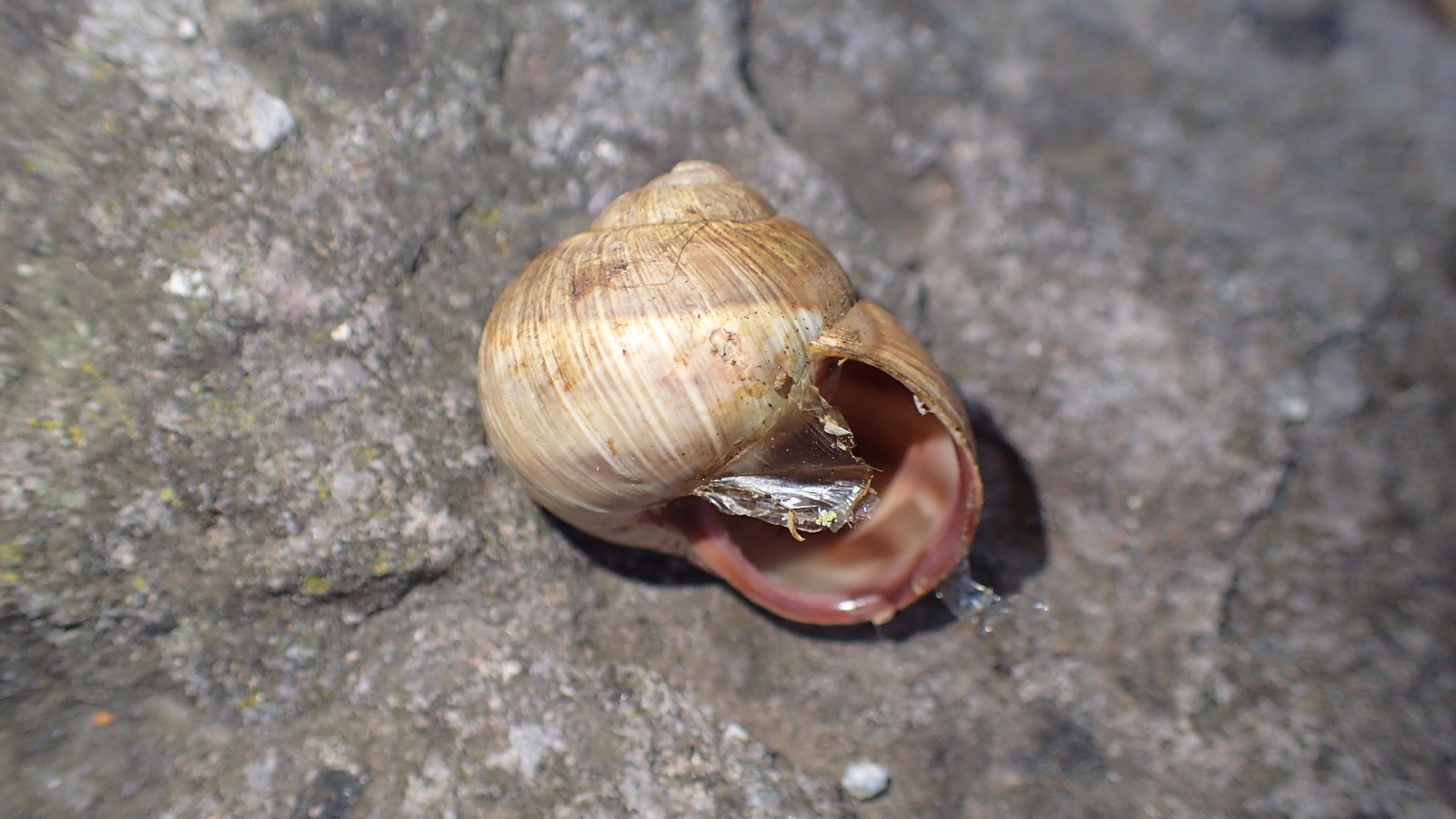 Helix cincta O.F.Müller, 1774