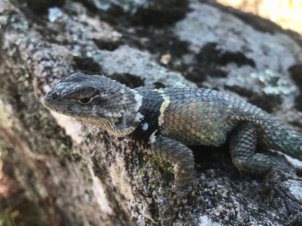 Central Cleft Lizard from Parque Nacional El Chico, Mineral del Chico ...