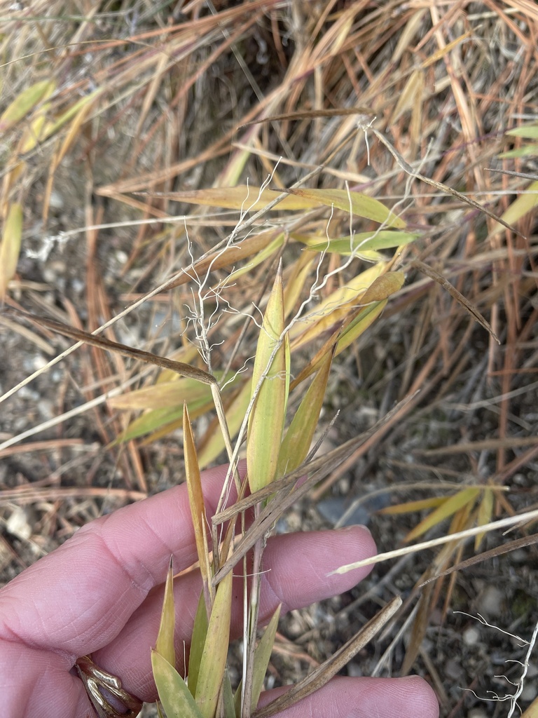 peat grass from N Sarkis Ln, Spokane, WA, US on November 11, 2022 at 10 ...