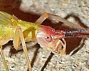 Western Tree Cricket from Private FM2005, Hamilton, TX, USA on November ...