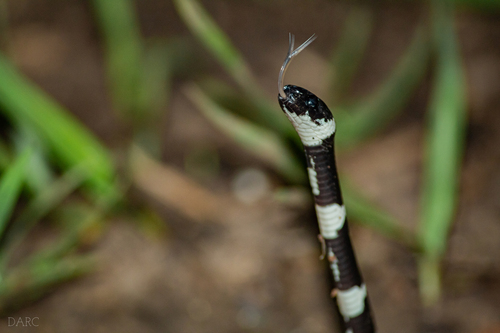 Banded Snail Sucker (Tropidodipsas fasciata) - Snakes and Lizards