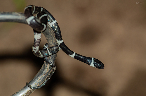 Banded Snail Sucker (Tropidodipsas fasciata) - Snakes and Lizards